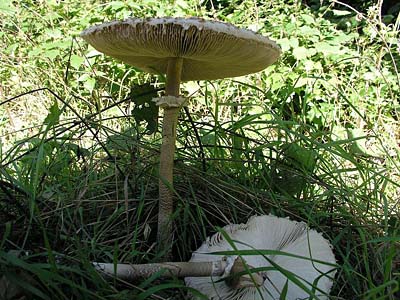 Pilzseite - Pilz des Monats - Rotkappe